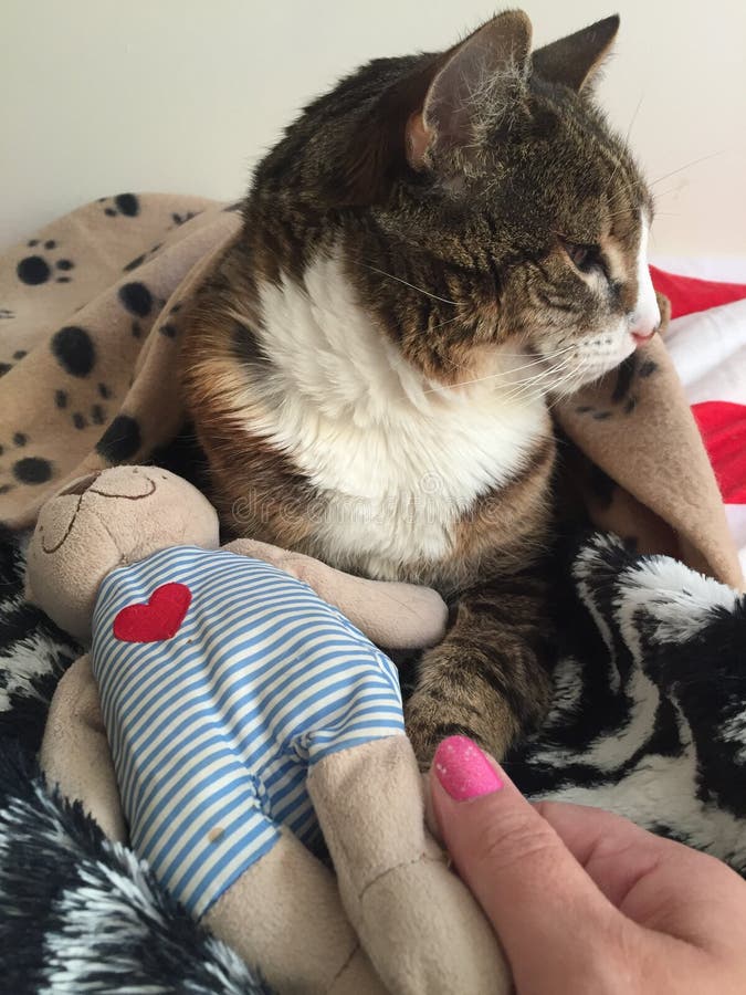 Tabby Boy Cat with Teddy Bear Stock Image - Image of bear, tabby: 87712337