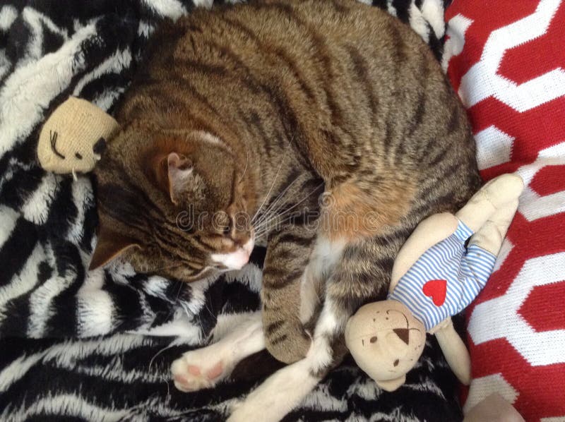 Tabby Boy Cat with Teddy Bear Stock Photo - Image of teddy, toys: 87712398