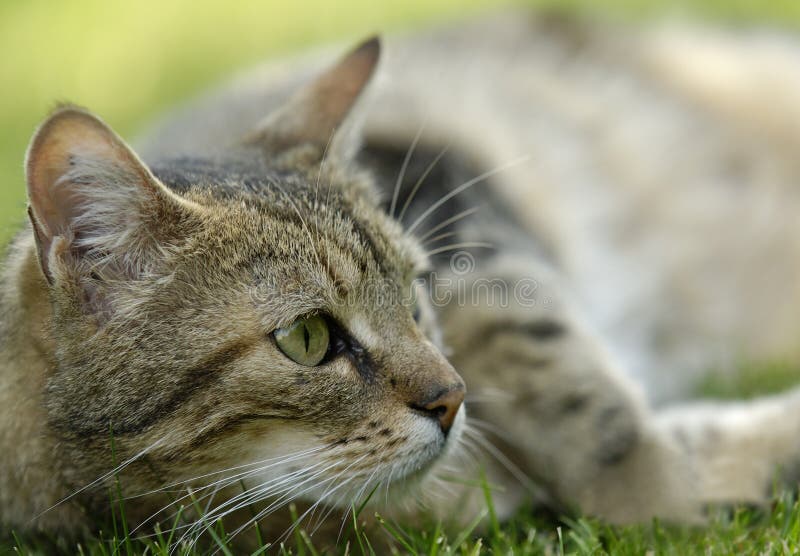 Tabby cat stock image. Image of feline, lawn, tabby, animal - 18527055