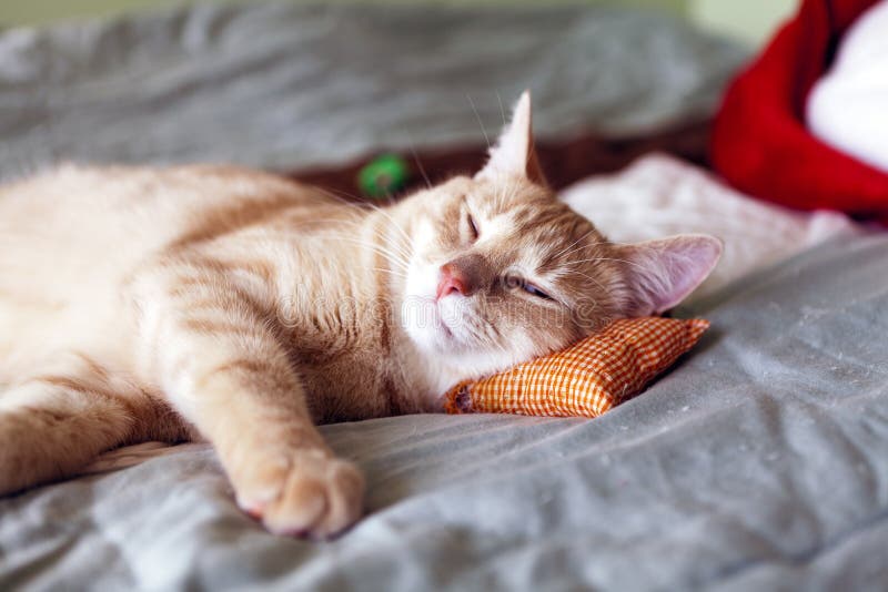 Tabby Cat stock image. Image of portrait, lovable, buff - 25810919