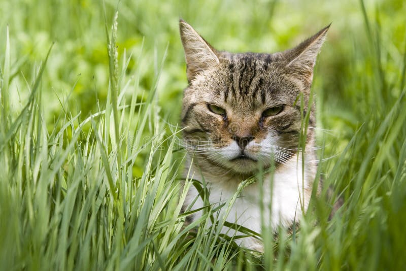 Tabby Cat stock image. Image of tabby, grumpy, grey, male - 6762791