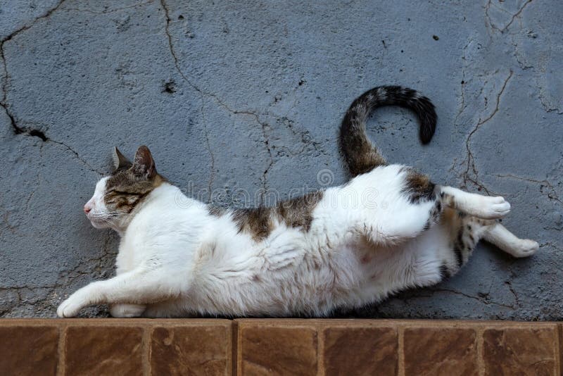 221 Cat Out Stretched Paw Stock Photos - Free & Royalty-Free Stock ...