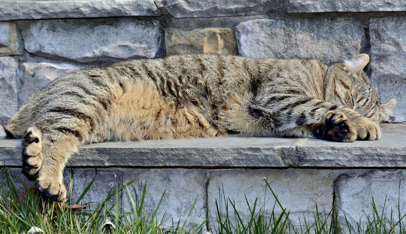 Fat cat sleeping stock photo. Image of closeup, lying - 3591444