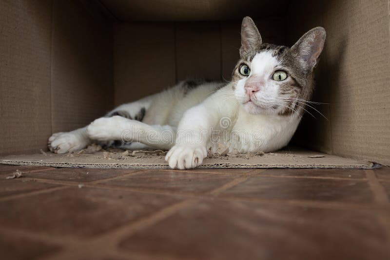 A Cat Inside a Cardboard Box . Stock Photo - Image of domestic, animal ...