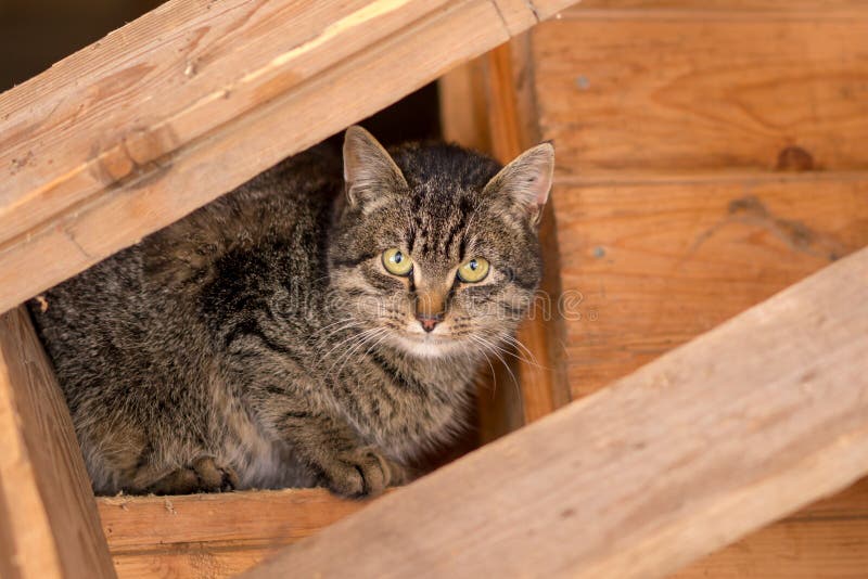 Tabby Cat in the Attic of a Wooden House Stock Photo - Image of funny ...