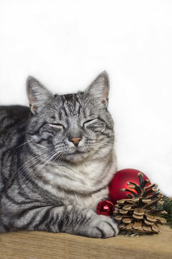 Tabby Cat Awaiting Christmas Stock Image - Image of cute, tomcat: 62440949