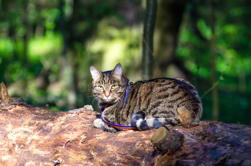 Tabby Cat in the Back Like a Jungle Forest Green Stock Photo - Image of ...