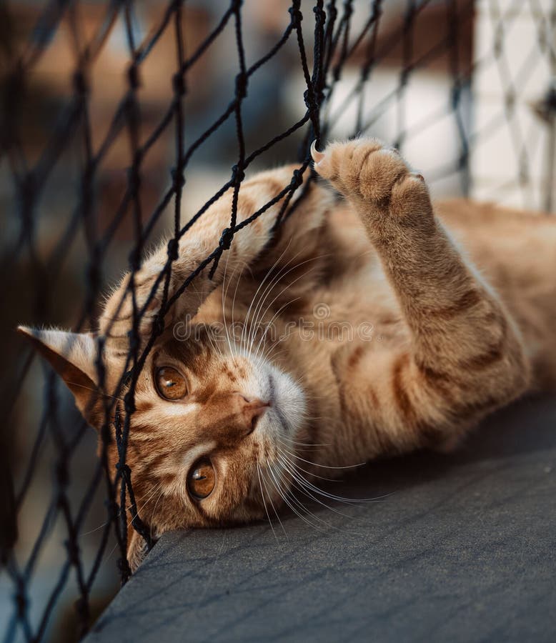 Tabby Cat on a Balcony Playing with the Metal Grid Fence Stock Photo ...
