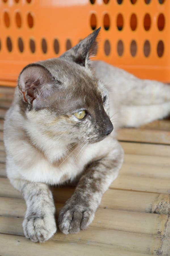 Tabby cat on bamboo floor stock photo. Image of cute - 118671878
