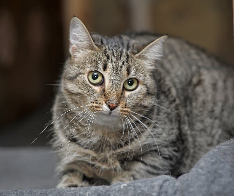 Big Tabby Cat Stock Images - Download 6,076 Royalty Free Photos