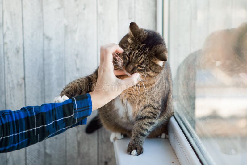Tabby Cat Biting Somebody`s Hand. Cat Bites Stock Image - Image of ...