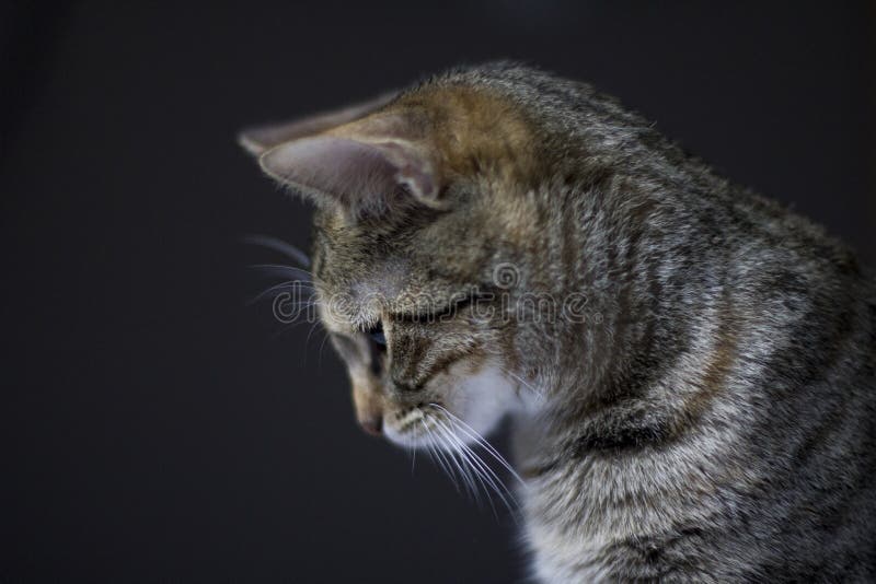 Tabby Cat Profile Stock Images - Download 1,874 Royalty Free Photos