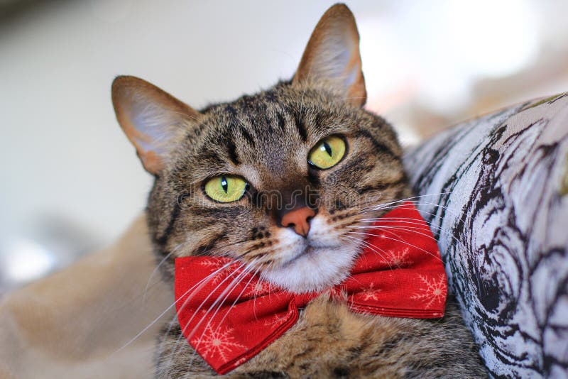 Tabby cat in bow tie stock image. Image of bowtie, tabby - 86989167