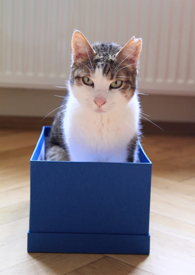 Tabby cat in box stock photo. Image of parquet, white - 70730254
