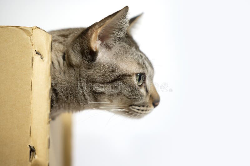 The Tabby Cat in a Cardboard Box and Looks Forward. Stock Photo - Image ...