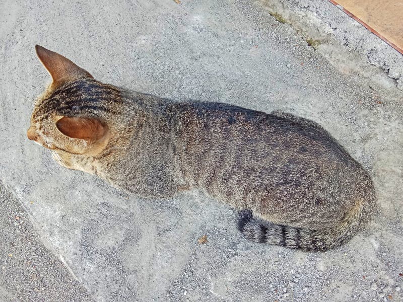 Tabby Cat, Cats are Very Cute and Adorable Animal Stock Image - Image ...