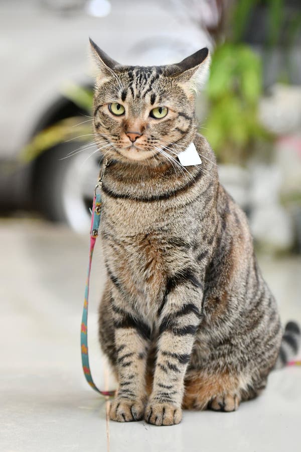 Tabby cat it is chained stock photo. Image of sweet - 271487278