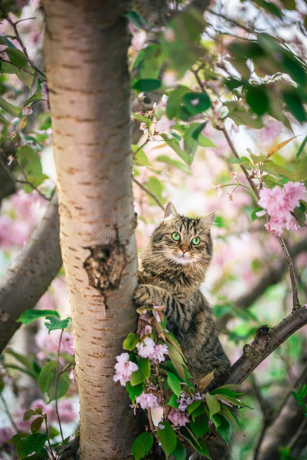 Tabby Cat Chasing Birds on a Tree on a Sunny Day Stock Image - Image of ...