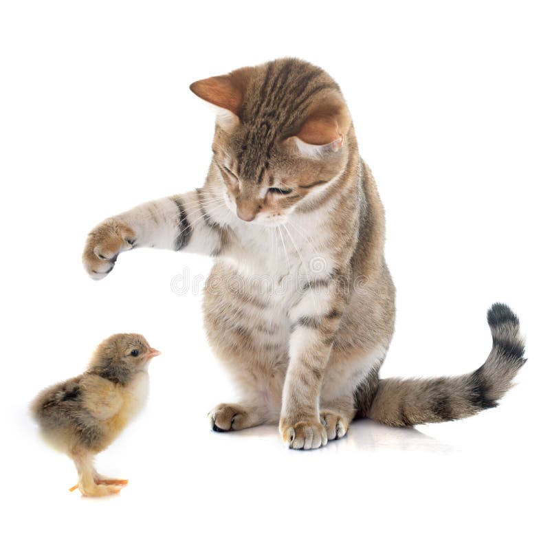 Adorable Little Chick and Kitten Looking at Each Other Stock Photo ...