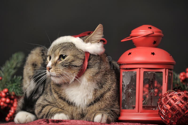 Tabby Christmas cat stock image. Image of holiday, domestic - 34775005
