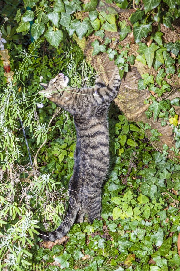 Tabby Cat Claws Onto a Tree in the Garden Stock Photo - Image of kitty ...