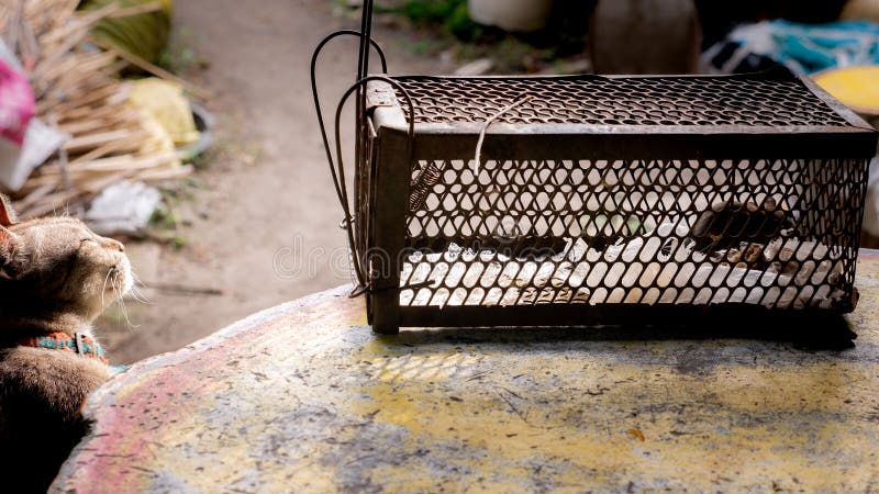 Tabby Cat Closed Its Eyes and Sniffed the Rat in the Mouse Stock Photo ...