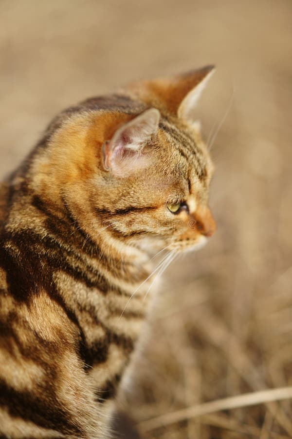 1,103 Side View Tabby Cat Face Stock Photos - Free & Royalty-Free Stock ...