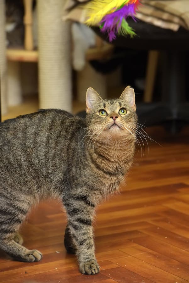 Tabby Cat with Cropped Ear Sits Stock Image - Image of pretty ...