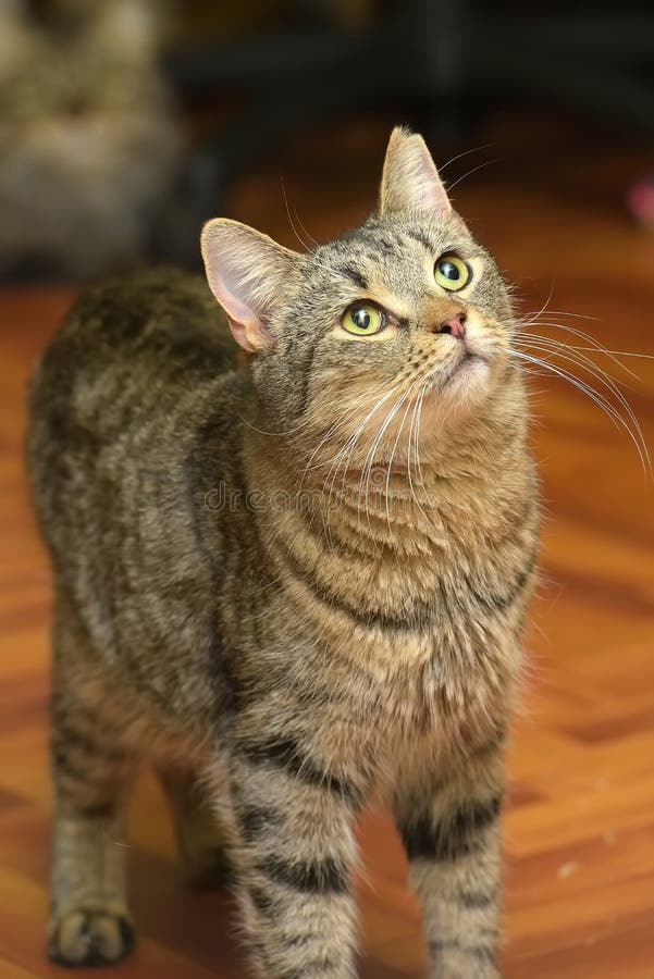 1,478 Cat Cropped Photos - Free & Royalty-Free Stock Photos from Dreamstime