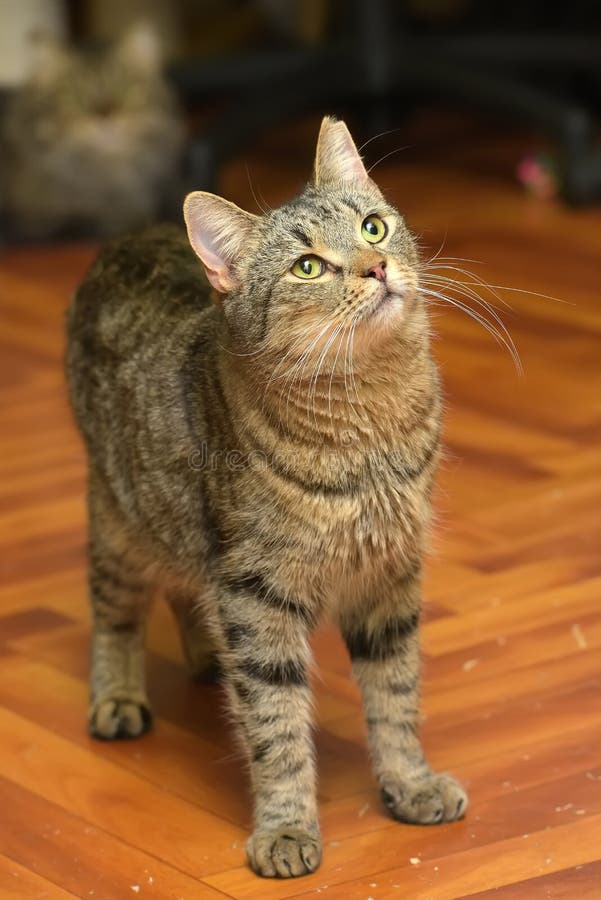 Tabby Cat with Cropped Ear Sits Stock Image - Image of looking, staring ...
