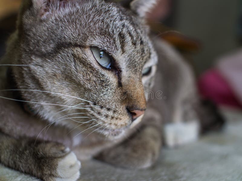 Tabby Cat Crouching Con Letargo Foto de archivo - Imagen de pata ...