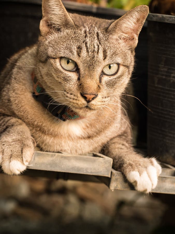 Tabby Cat Crouching stock photo. Image of copy, natural - 79729166