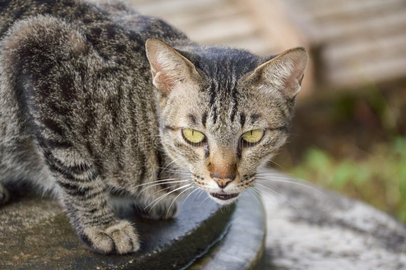 Tabby cat stock photo. Image of tabby, cement, animal - 60669880