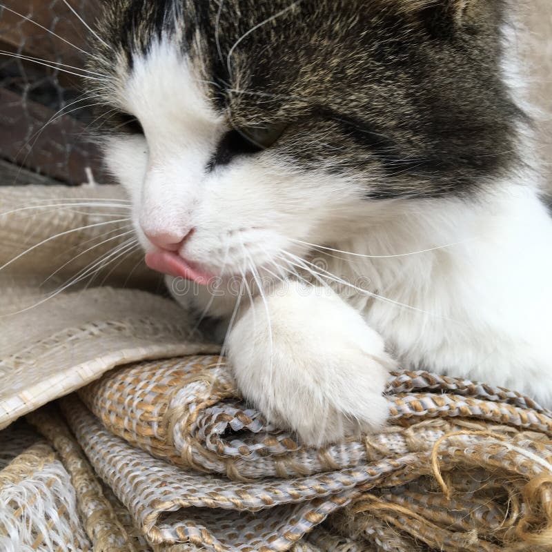 Tabby cat stock photo. Image of pink, tabby, little, nose - 81720708