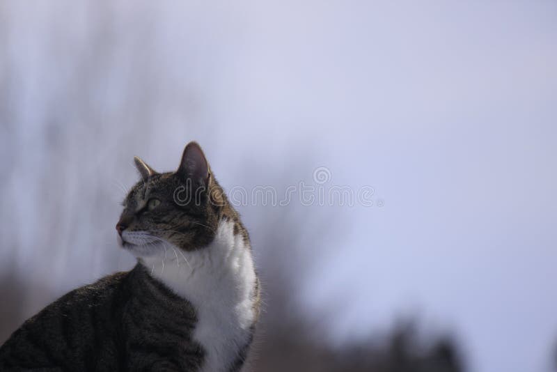 Tabby cat deep in thought stock image. Image of stilllife - 62403629