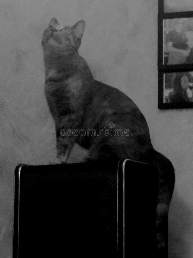 Distraction stock photo. Image of distraction, tabby - 108916814