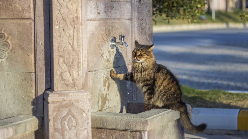 Tabby Cat Drinking from Tap Stock Image - Image of water, tabbycat ...