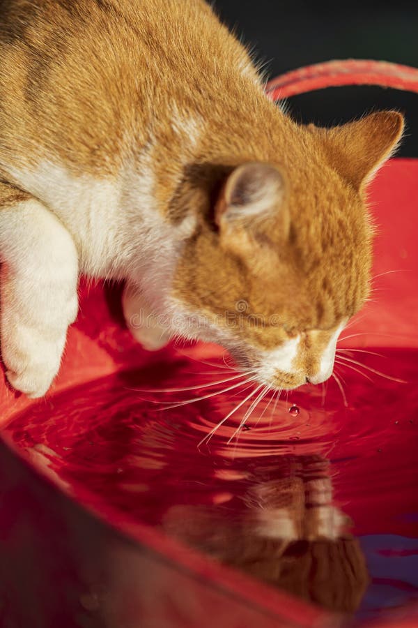 A Tabby Cat Drinking Water from a Bowl Stock Photo - Image of ...