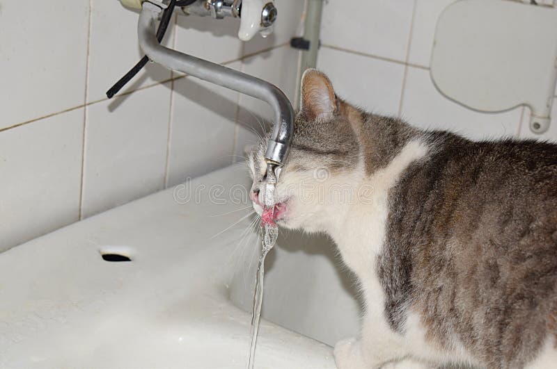 Tabby Cat Drinks Water from the Tap Stock Image - Image of striped ...