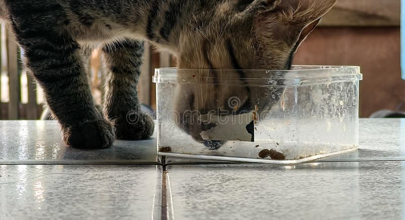 A Tabby Cat Eagerly Eats from a Transparent Plastic Container Filled ...