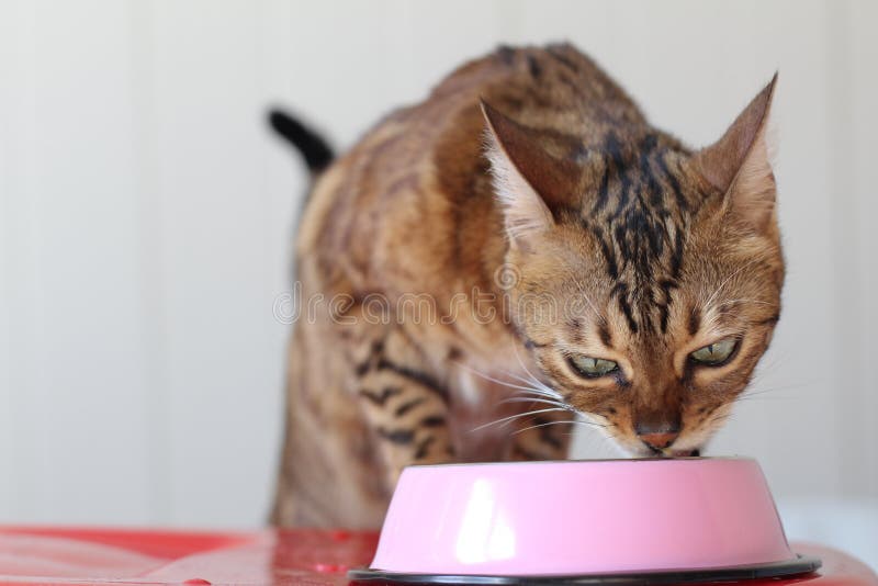 Tabby cat eating a meal stock image. Image of healthy - 141118457