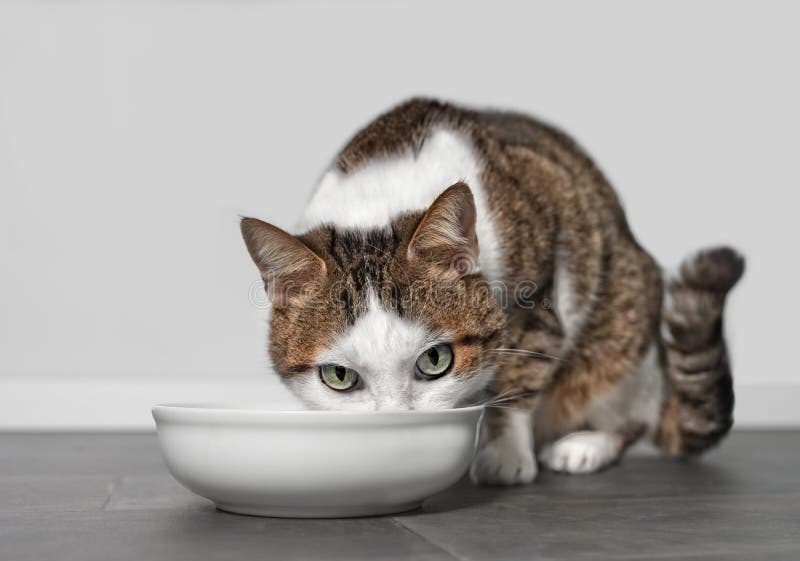 Tabby Cat Eating Out of Food Bowl Stock Photo - Image of indoors ...