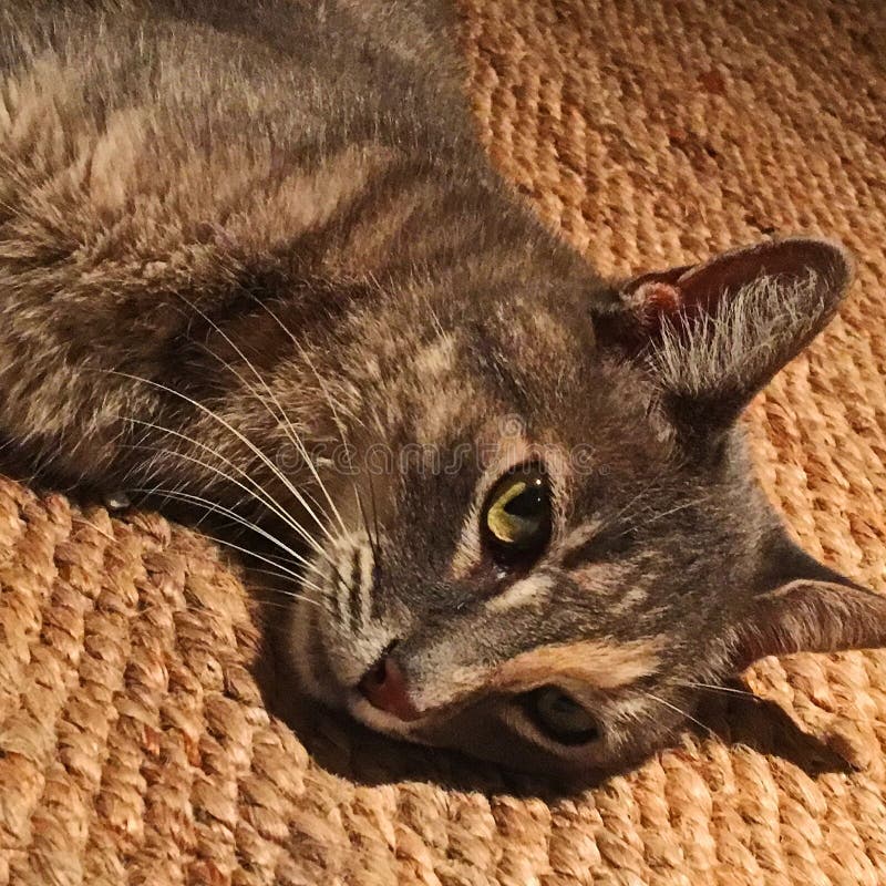 Tabby Cat En Una Manta Del Yute Foto de archivo - Imagen de canino ...