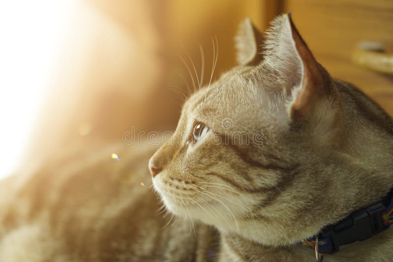 Tabby Cat Face Looking on the Right Side Stock Photo - Image of organ ...