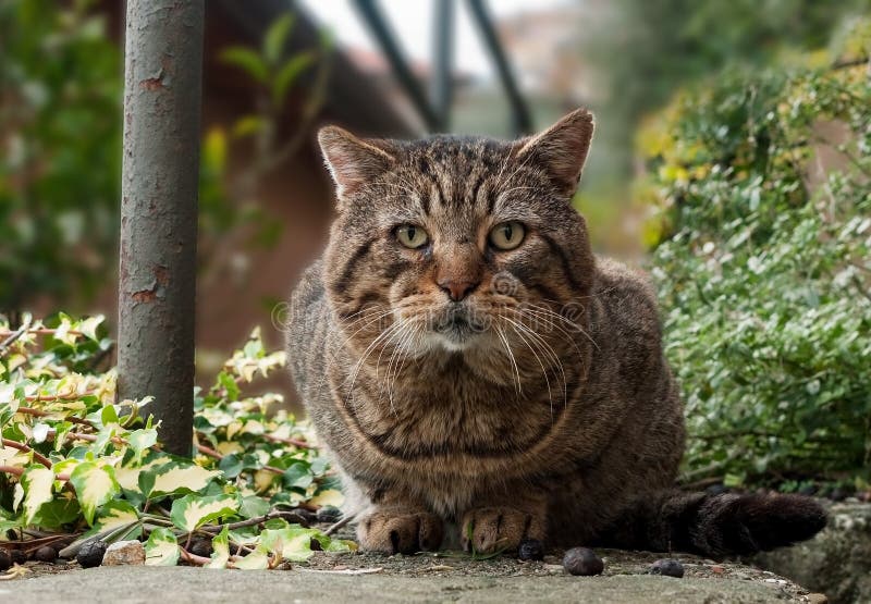 Tabby Cat Facing Camera in Garden Stock Photo - Image of domestic ...