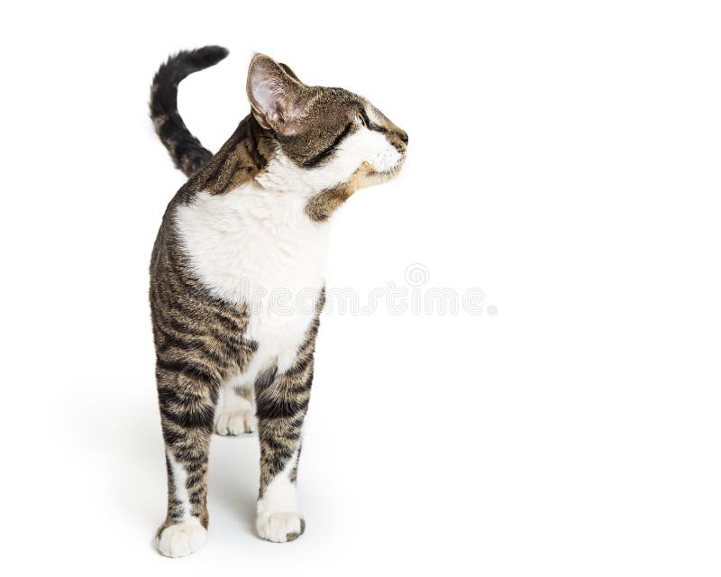169 Cat Facing Forward Stock Photos - Free & Royalty-Free Stock Photos ...