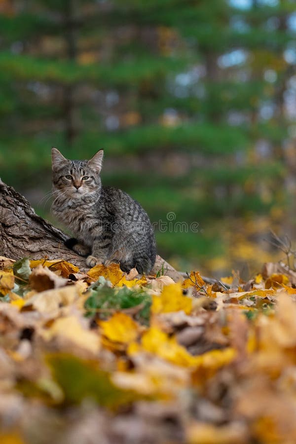 Tabby cat and fall colors stock photo. Image of tree - 132673300
