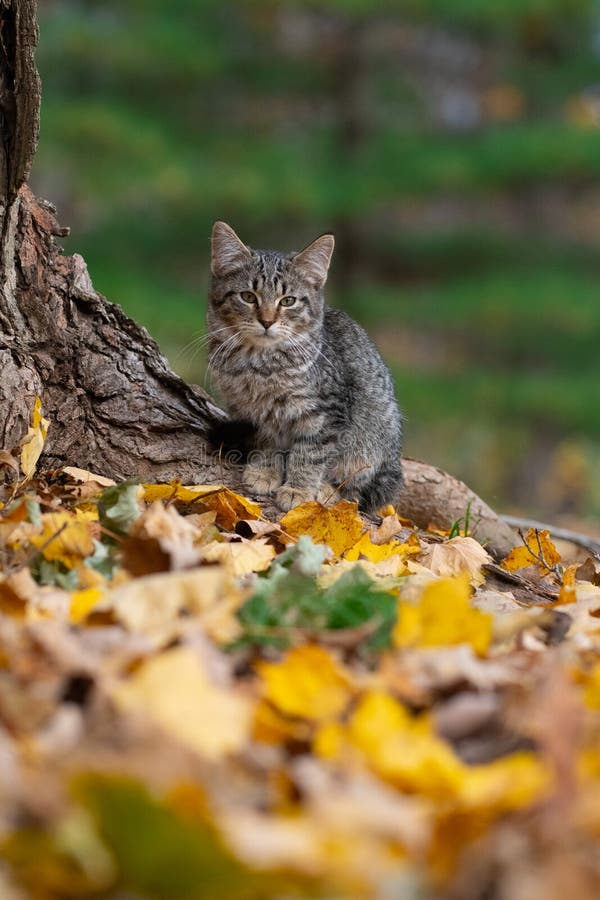 Tabby cat and fall colors stock photo. Image of animal - 132673382