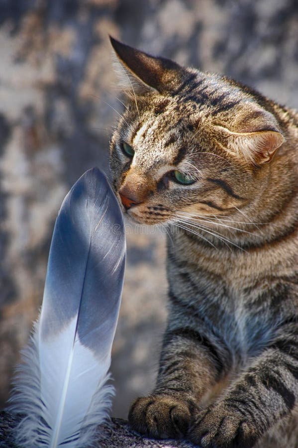 Tabby cat with feather stock photo. Image of feline - 143019358