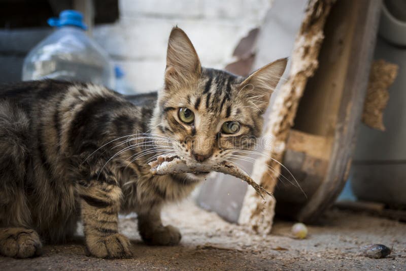 Tabby cat with a fish. stock photo. Image of fish, stray - 58746960